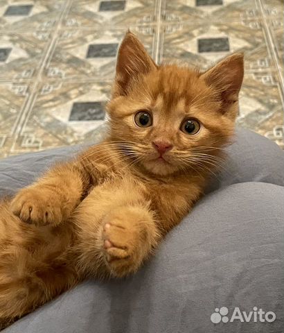 Рыжее счастье ищет семью