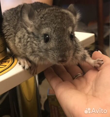 Шиншилла / щенок шиншиллы