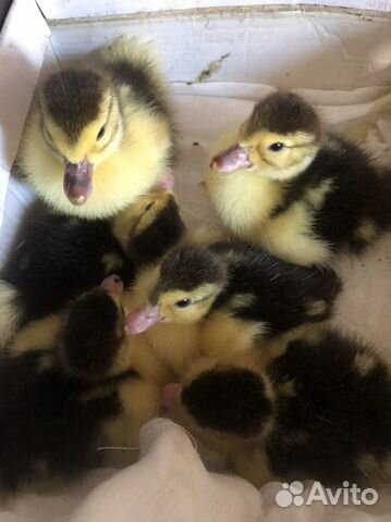 Утята шипуны