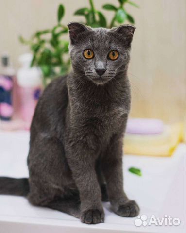 Вислоухий голубой Филя в дар