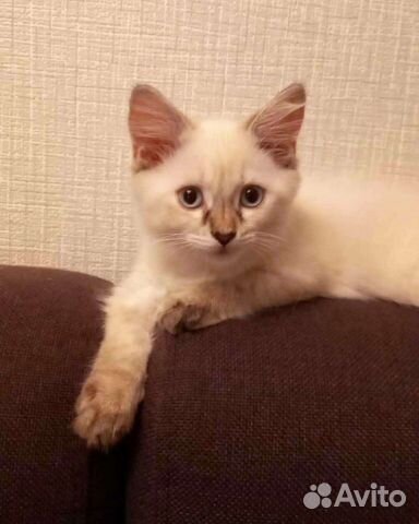 Котееок в добрые руки