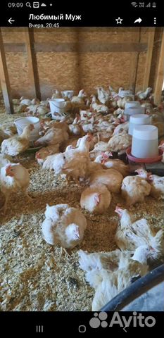 Бройлеры 2 мес