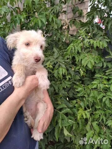 Миниатюрный мальчик щенок в добрые руки