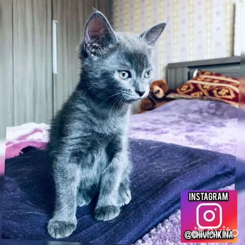 Котята, котёнок серая малышка 2 мес в дар