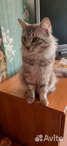 Кот в добрые руки