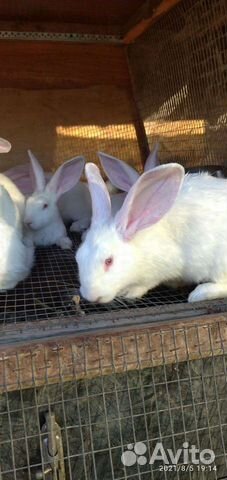 Продам кроликов