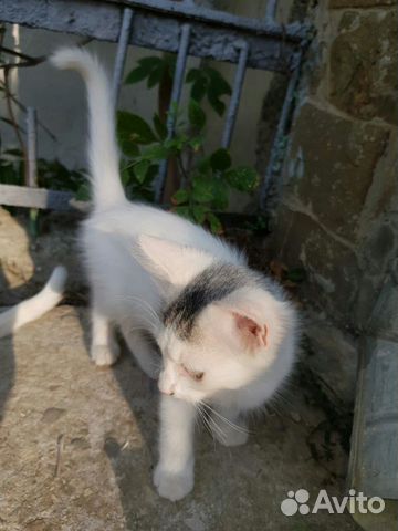 Котята Анатолийской породы для доброй души