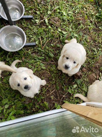 Щенки голден ретривера не плановая вязка