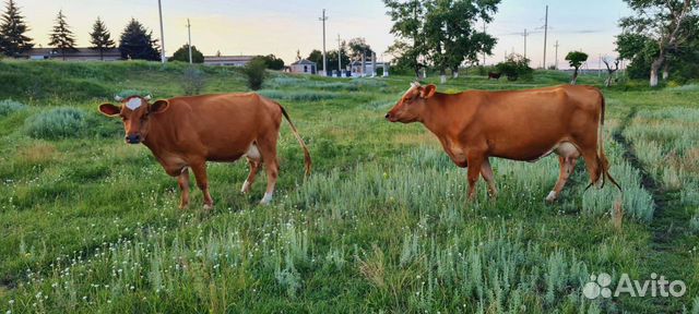 Коровы стельные