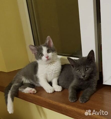 Умные котята Дарсик и Максик 2,5 месяца в добрые р