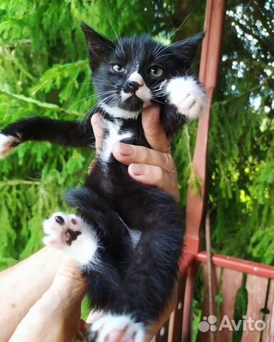 Котёнок, 1,5 мес, девочка. Бесплатно, только в над