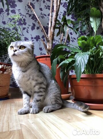 Шотландская вислоухая кошка