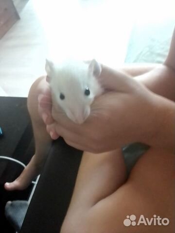 Декоративные крысята