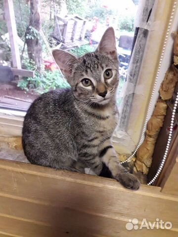 Кошечка Симка
