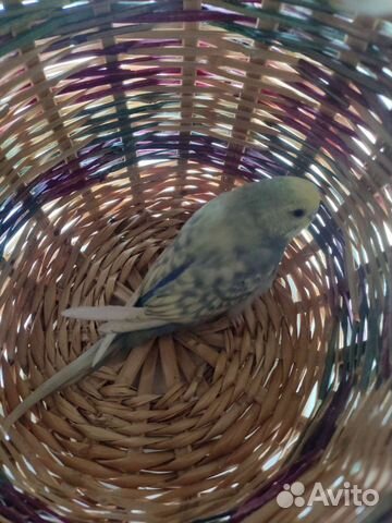 Волнистый попугай бесплатно