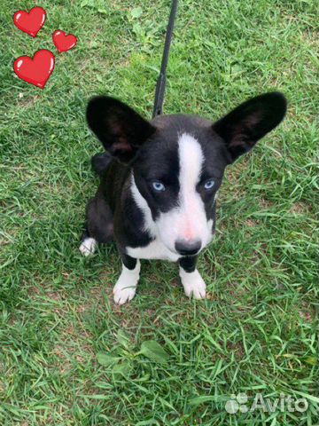 Метис корги в добрые руки