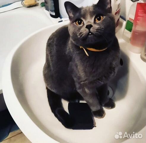 Отдам кошку в добрые заботливые руки