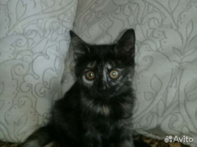 Шотландка черепашка