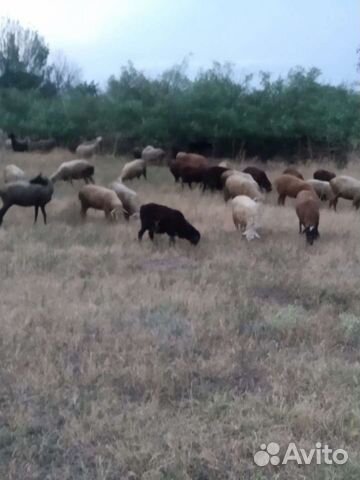 Овцы бараны ягнята