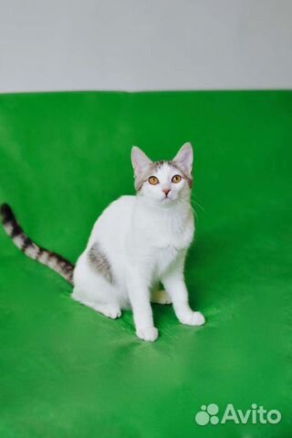 Нежная Моника ищет дом