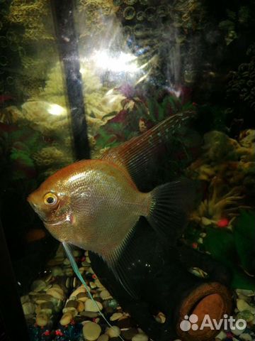 Аквариумная рыбка