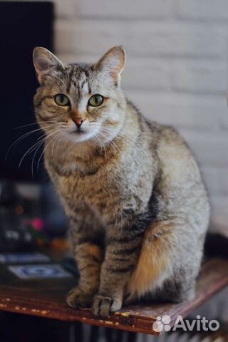 Леди, мраморная британка