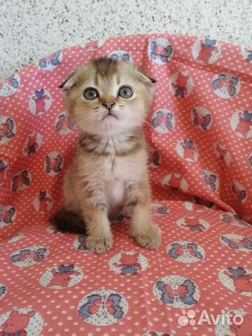 Шиншиллка. Девочка