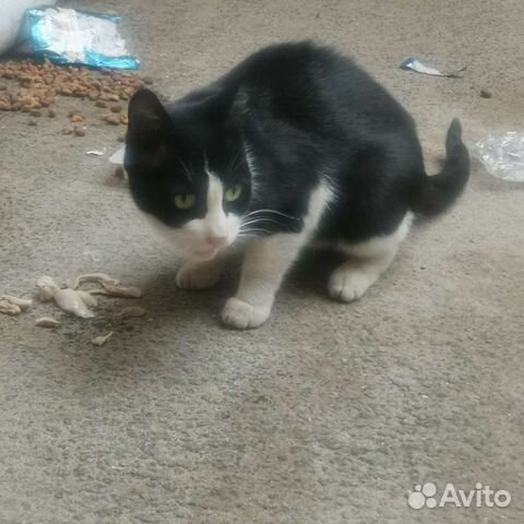 Кошка в дар