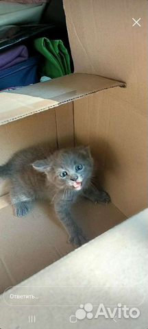 Котёночек из помоечки