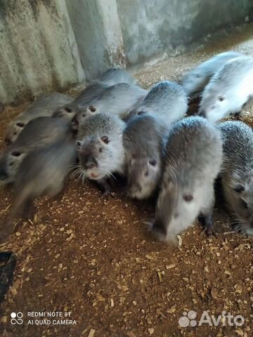 Нутрии самцы