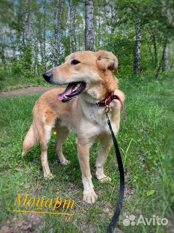 Самый идеальный пес на свете