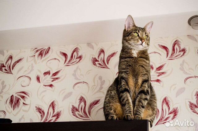 Отдам кота в хорошие руки