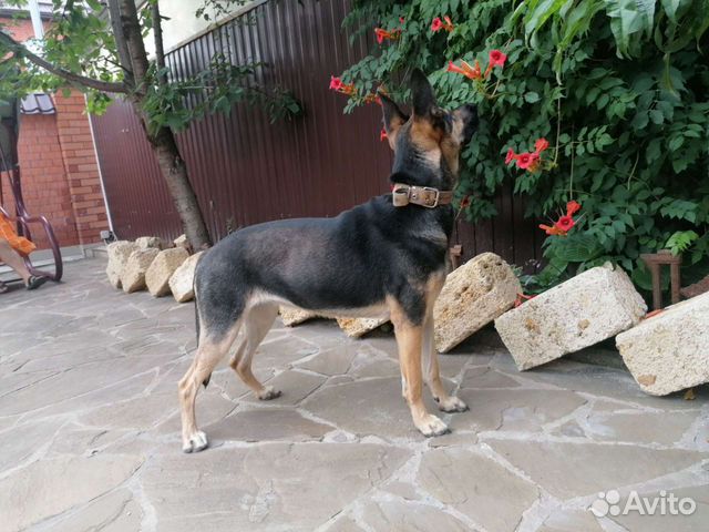 Собака девочка. Ищем жениха