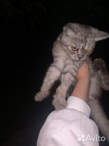 Котята бесплатно