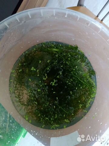 Растения для аквариума элодея, валлиснерия