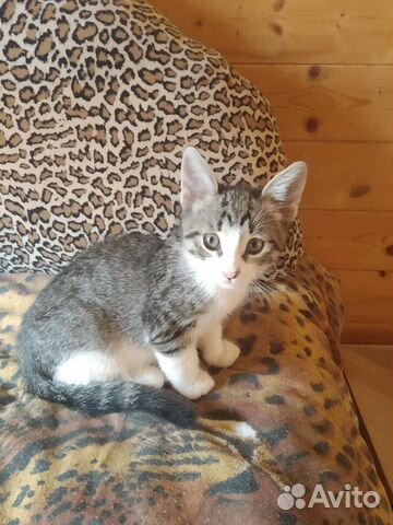 Котенок Ари 3 мес