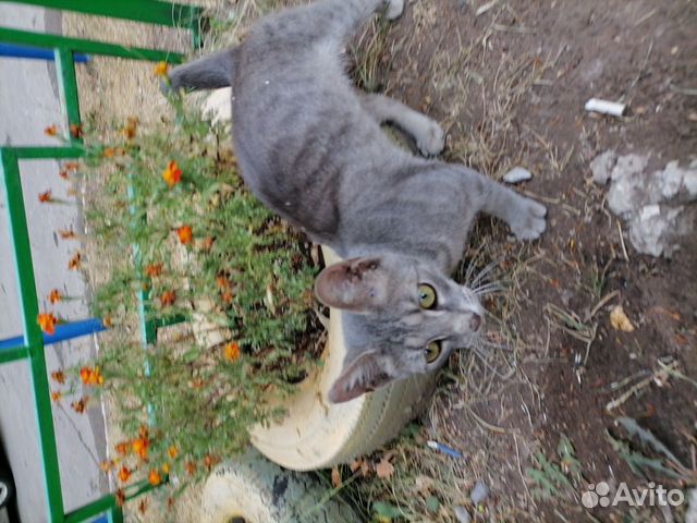 Кошка в дар