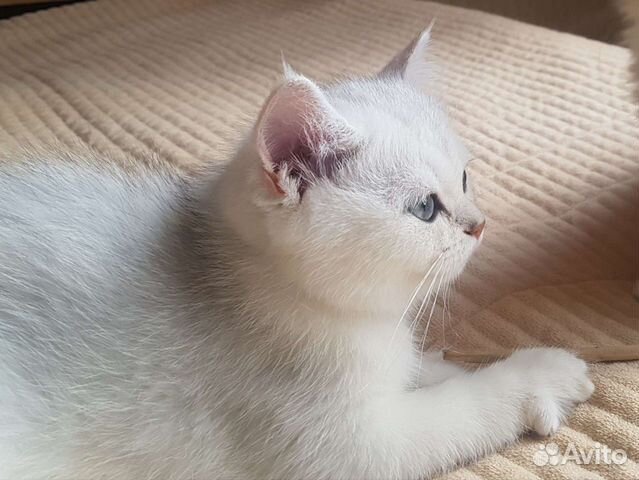 Британская шиншилла