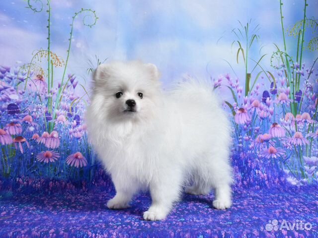 Померанский шпиц белого окраса девочка (Криста)