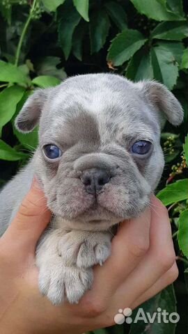Французский бульдог