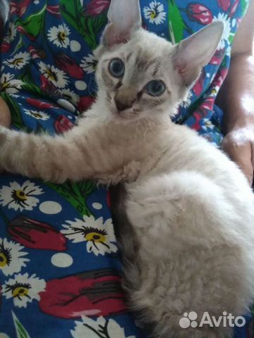 Котенок сфинкс браш