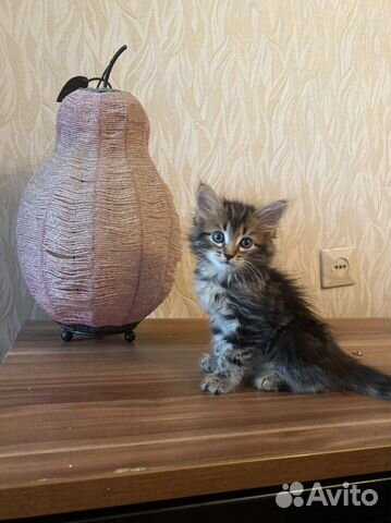 Котенка в добрые руки