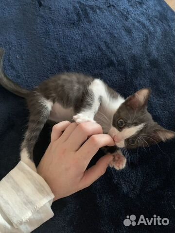 Котёнок девочка
