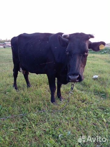 Корова дойная