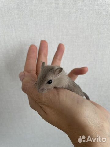 Песчанка