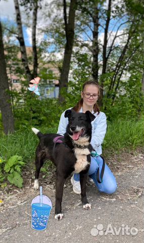 Собака в добрые руки