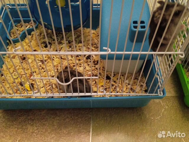 Хомяки джунгарские