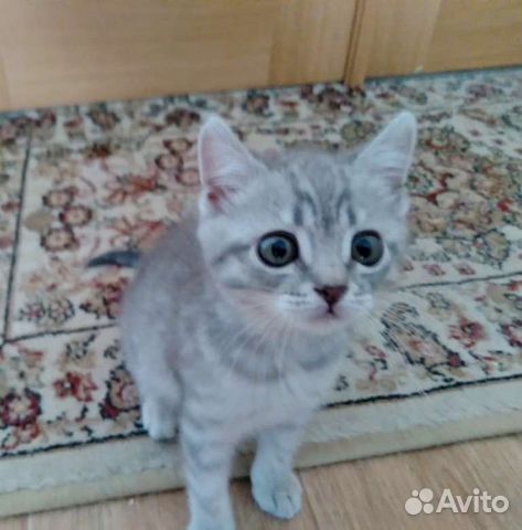 Маленькая славная мышка-малышка