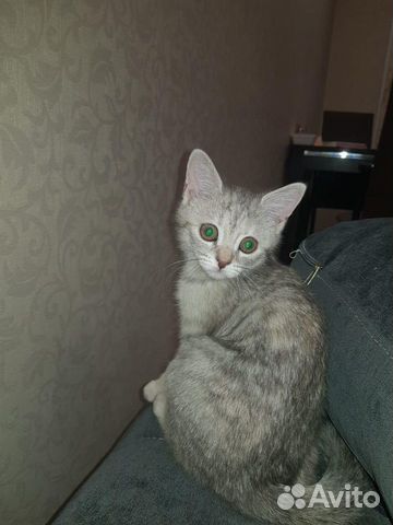 Продаю кошку британской породы зовут Веста