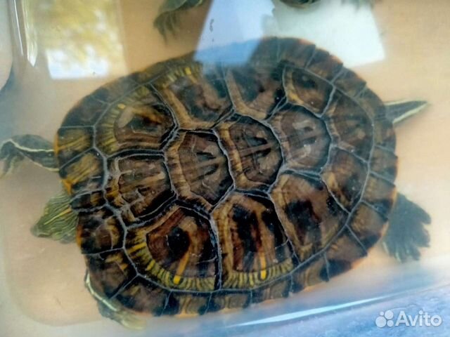 Красноухая черепаха